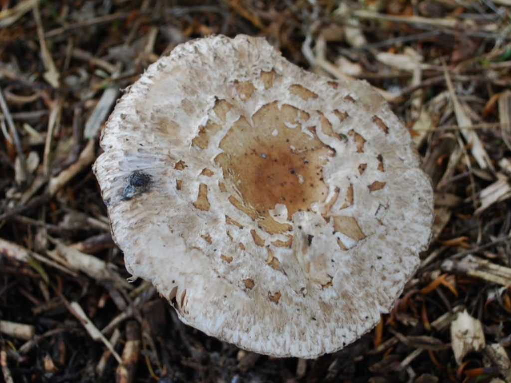 Brown Parasol - Wild Food UK