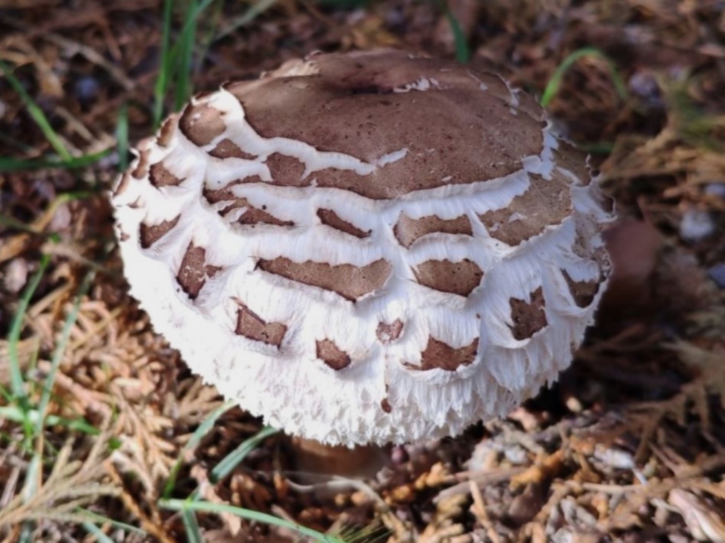 Brown Parasol - Wild Food UK