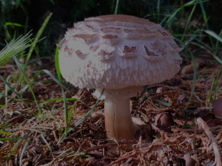 Brown Parasol - Wild Food UK