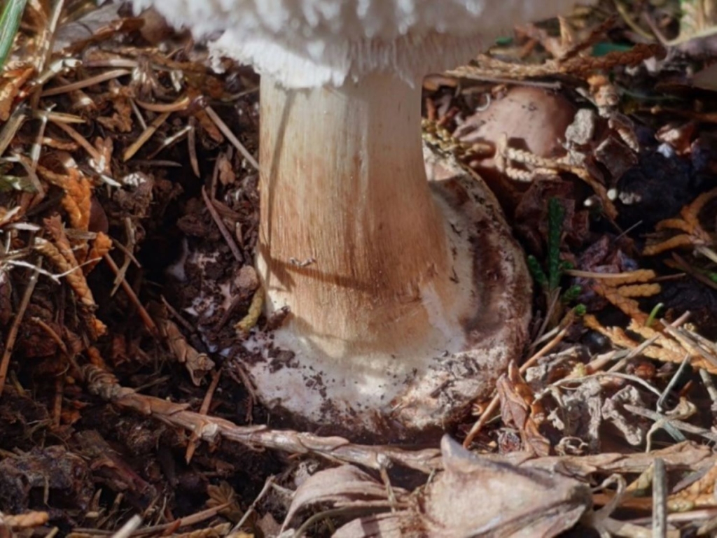 Brown Parasol - Wild Food UK