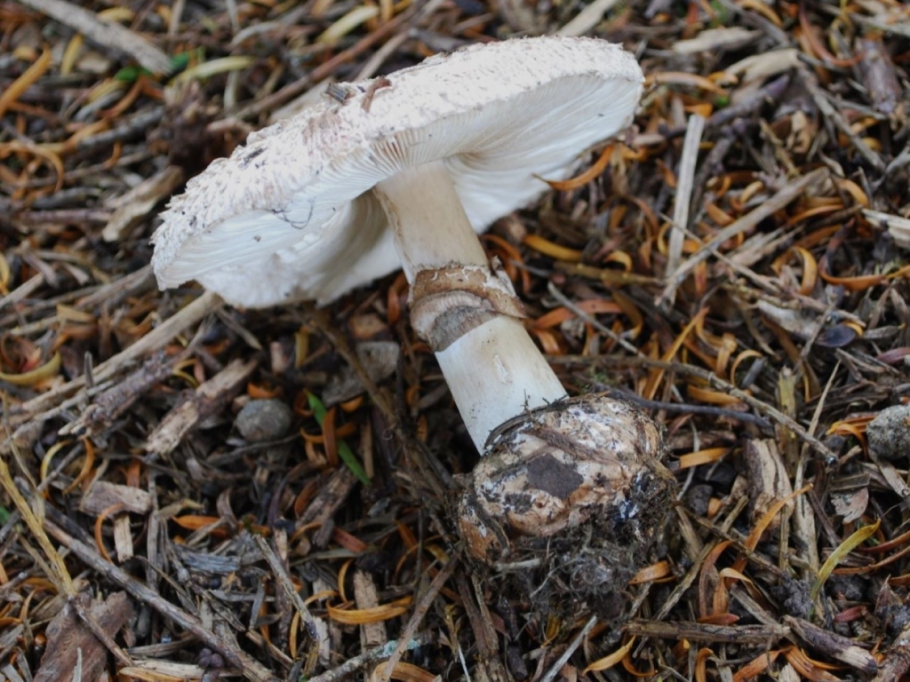 Brown Parasol - Wild Food UK