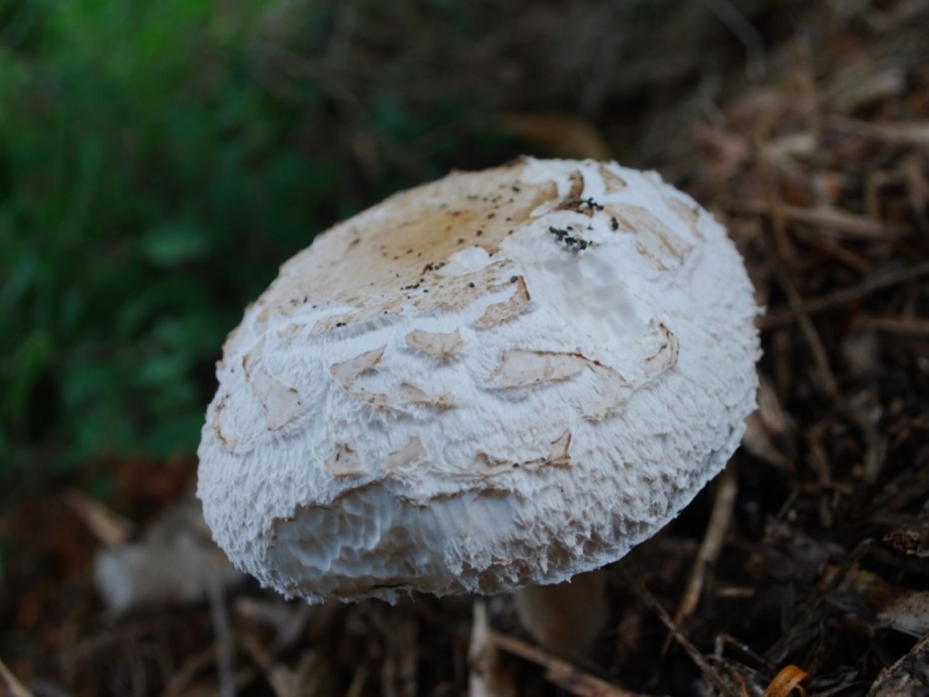 Brown Parasol - Wild Food UK