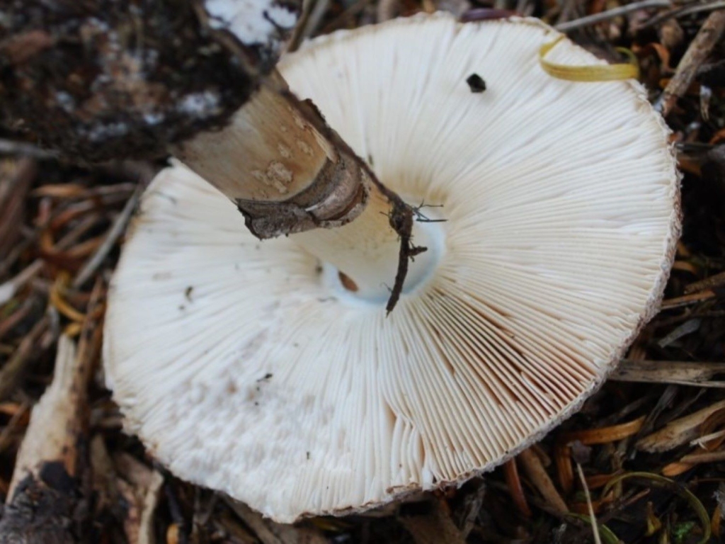 Brown Parasol - Wild Food UK