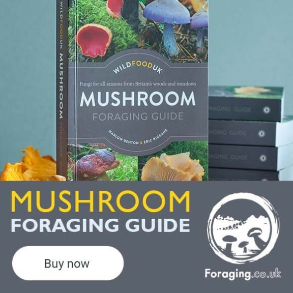 Foraging For Beginners - Wild Food UK
