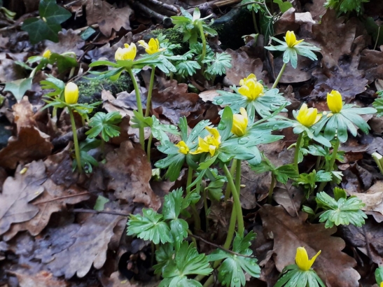 Winter Aconite - Wild Food UK
