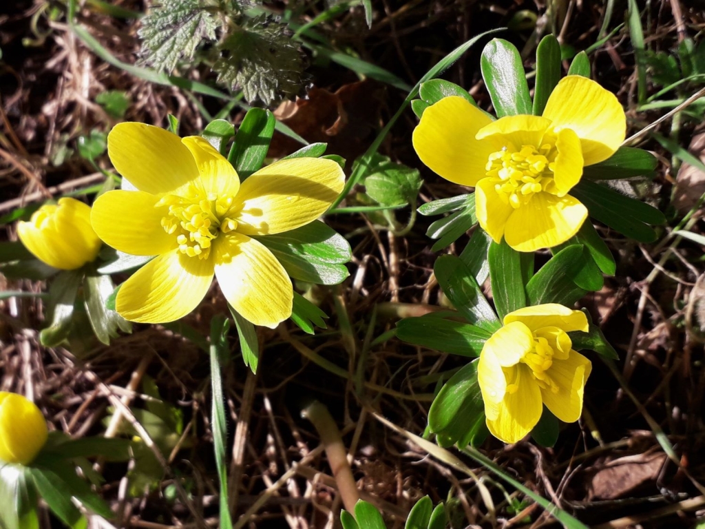 Winter Aconite - Wild Food UK