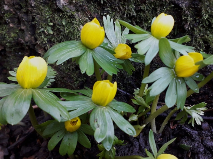 Winter Aconite - Wild Food UK