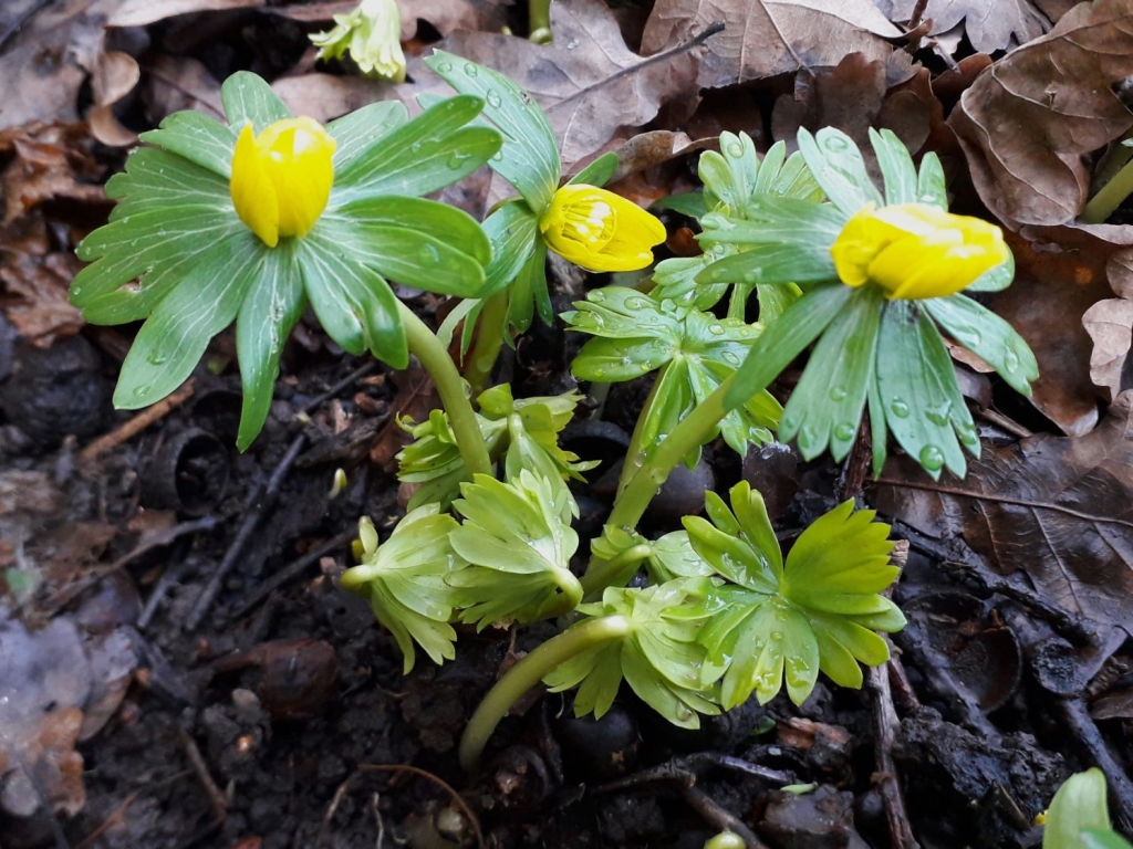 Winter Aconite - Wild Food UK