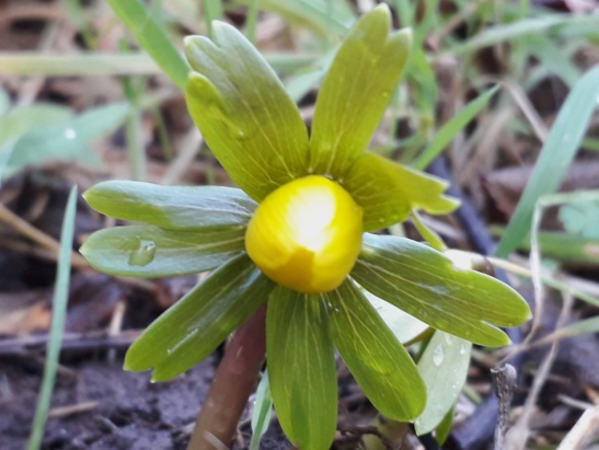 Winter Aconite - Wild Food UK