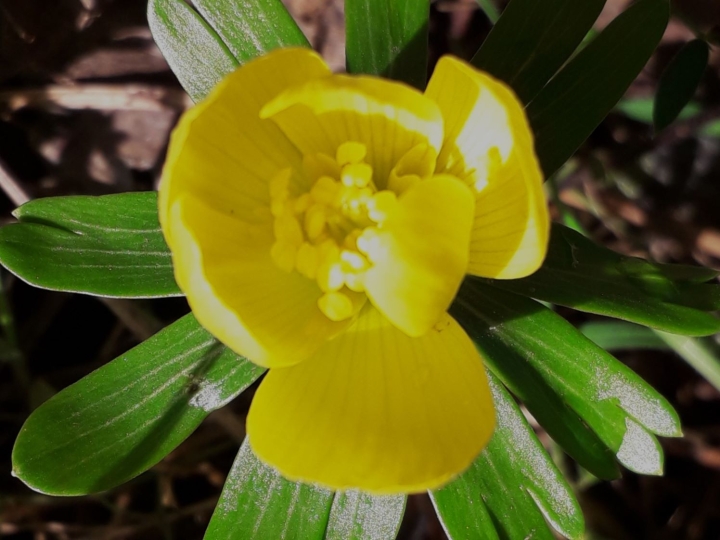 Winter Aconite - Wild Food UK