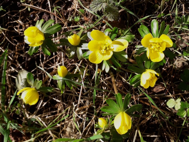 Winter Aconite - Wild Food UK