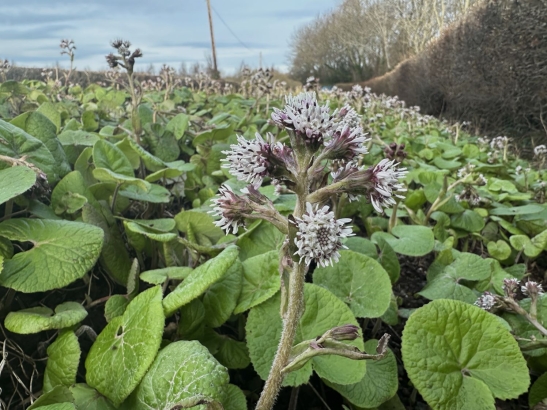 Winter Heliotrope - Wild Food UK