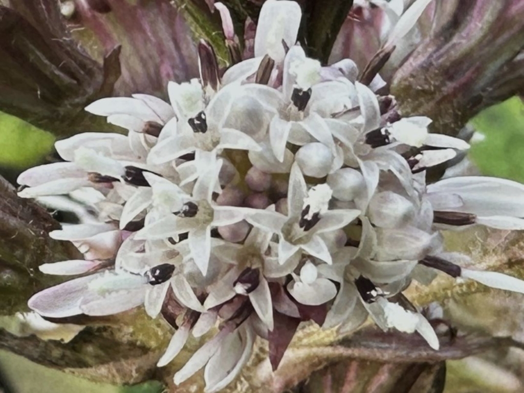 Winter Heliotrope - Wild Food UK