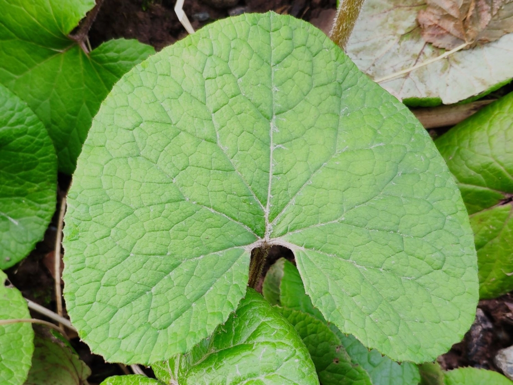 Winter Heliotrope - Wild Food UK