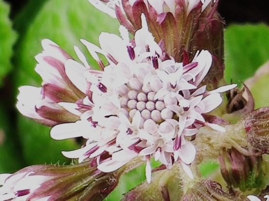 Winter Heliotrope - Wild Food UK