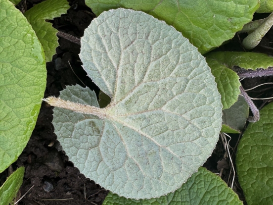 Winter Heliotrope - Wild Food UK