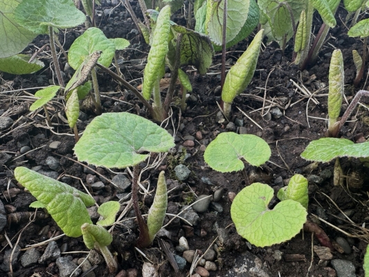 Winter Heliotrope - Wild Food UK