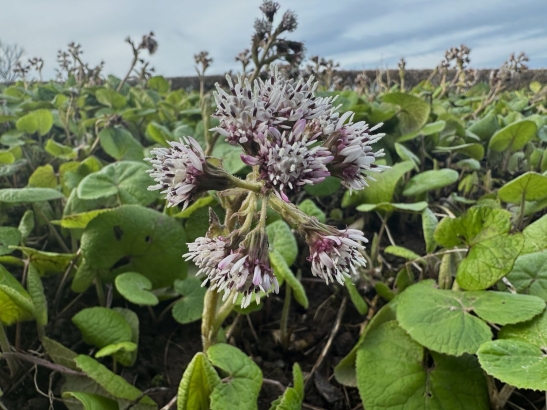 Winter Heliotrope - Wild Food UK