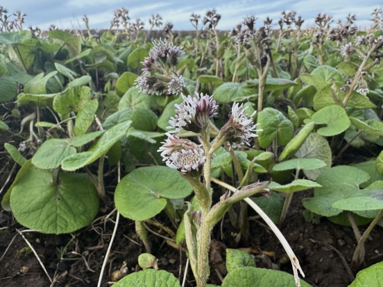 Winter Heliotrope - Wild Food UK
