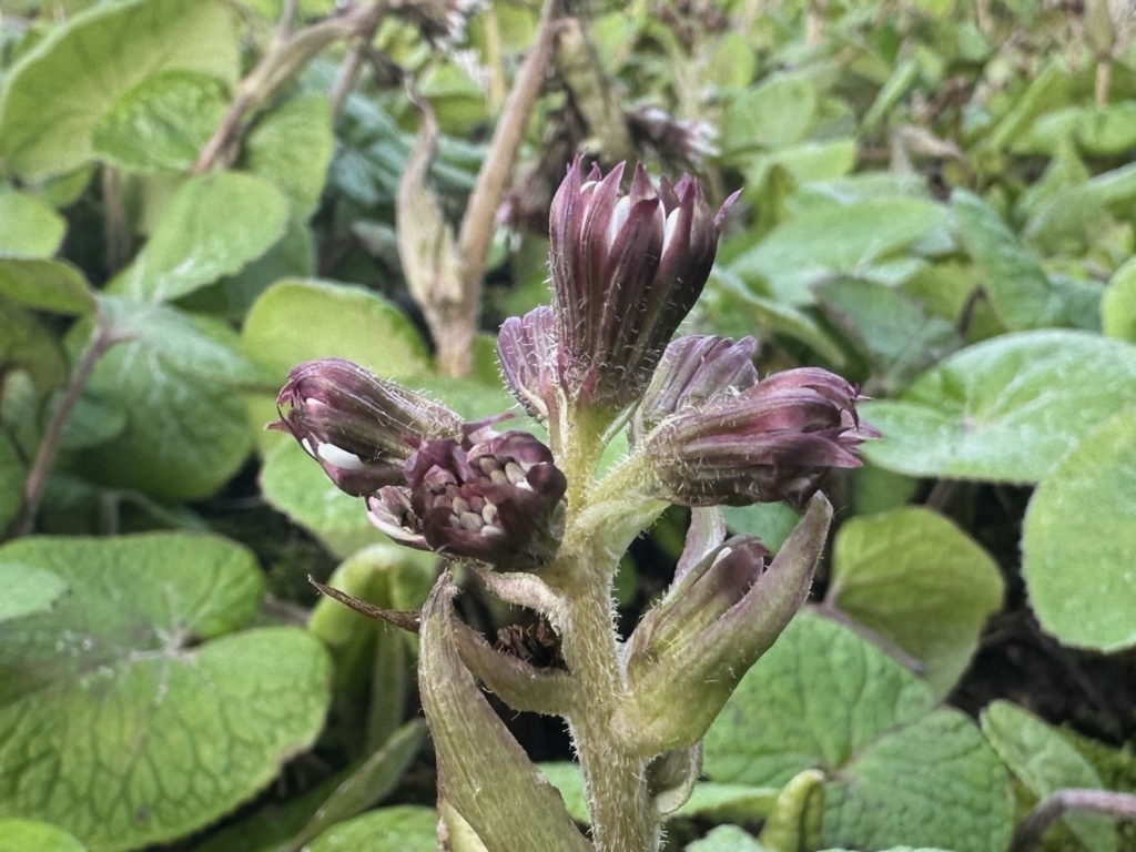 Winter Heliotrope - Wild Food UK