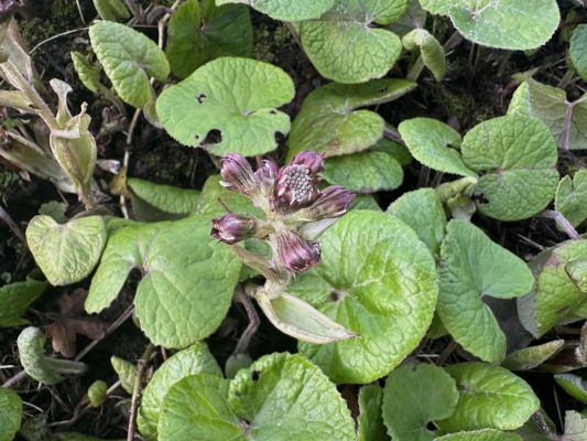Winter Heliotrope - Wild Food UK