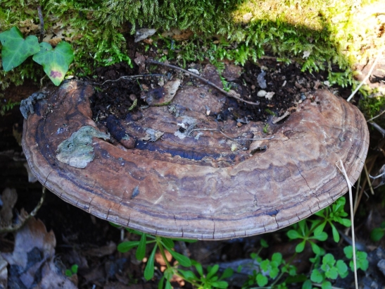 Artist’s Bracket - Wild Food UK