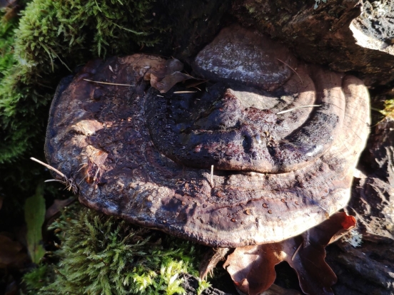 Artist’s Bracket - Wild Food UK