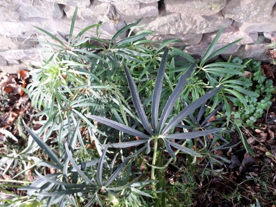 Stinking Hellebore - Wild Food UK