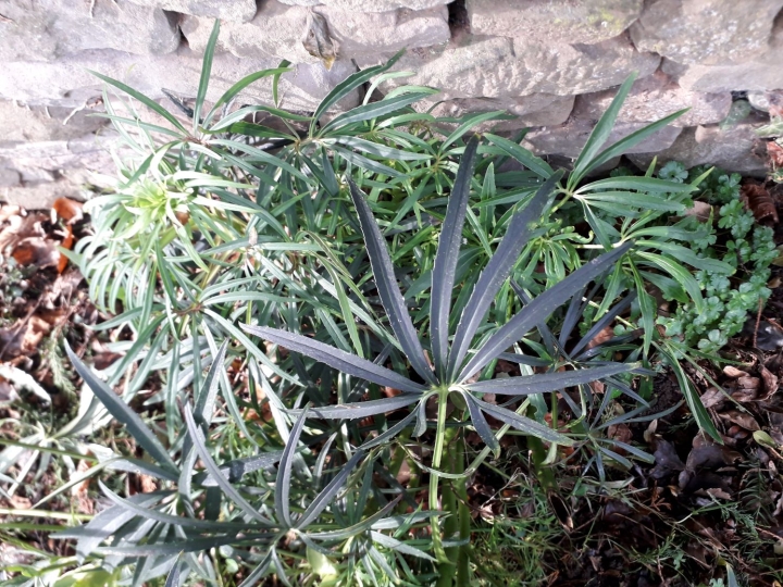 Stinking Hellebore Stinking Hellebore