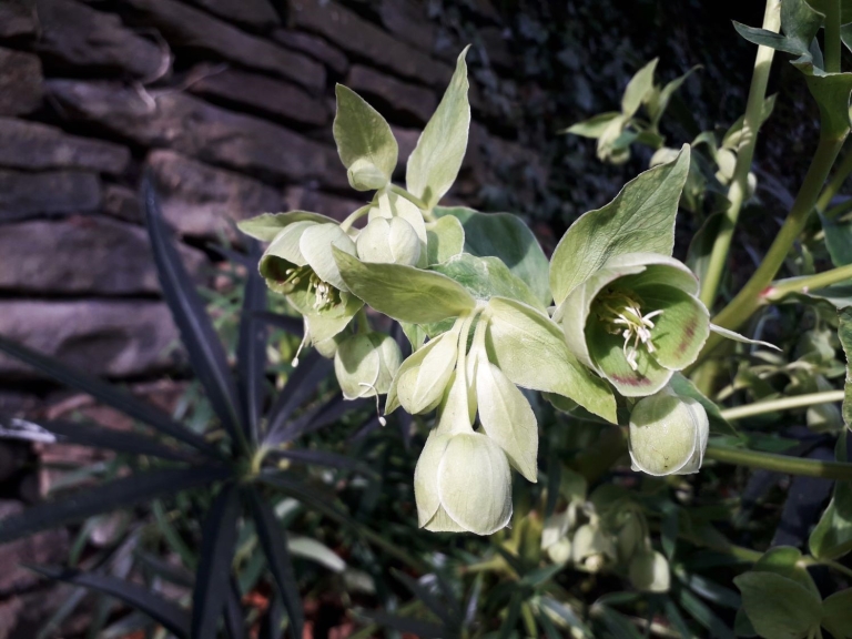 Stinking Hellebore - Wild Food UK