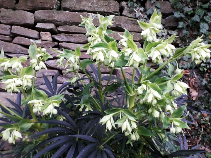 Stinking Hellebore Stinking Hellebore