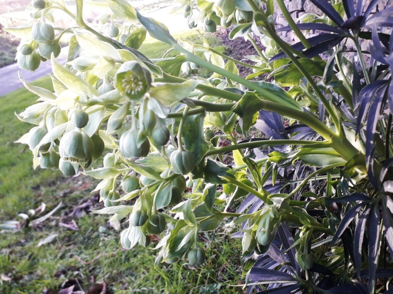 Stinking Hellebore - Wild Food UK
