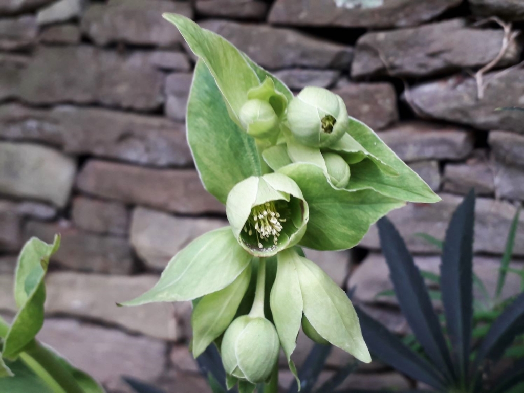 Stinking Hellebore - Wild Food UK