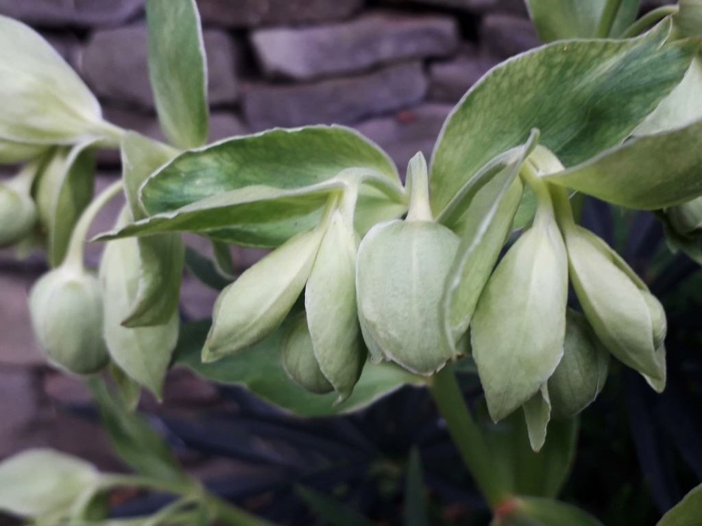 Stinking Hellebore Stinking Hellebore