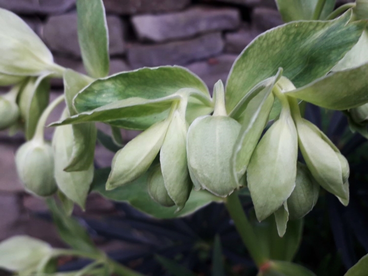 Stinking Hellebore Stinking Hellebore