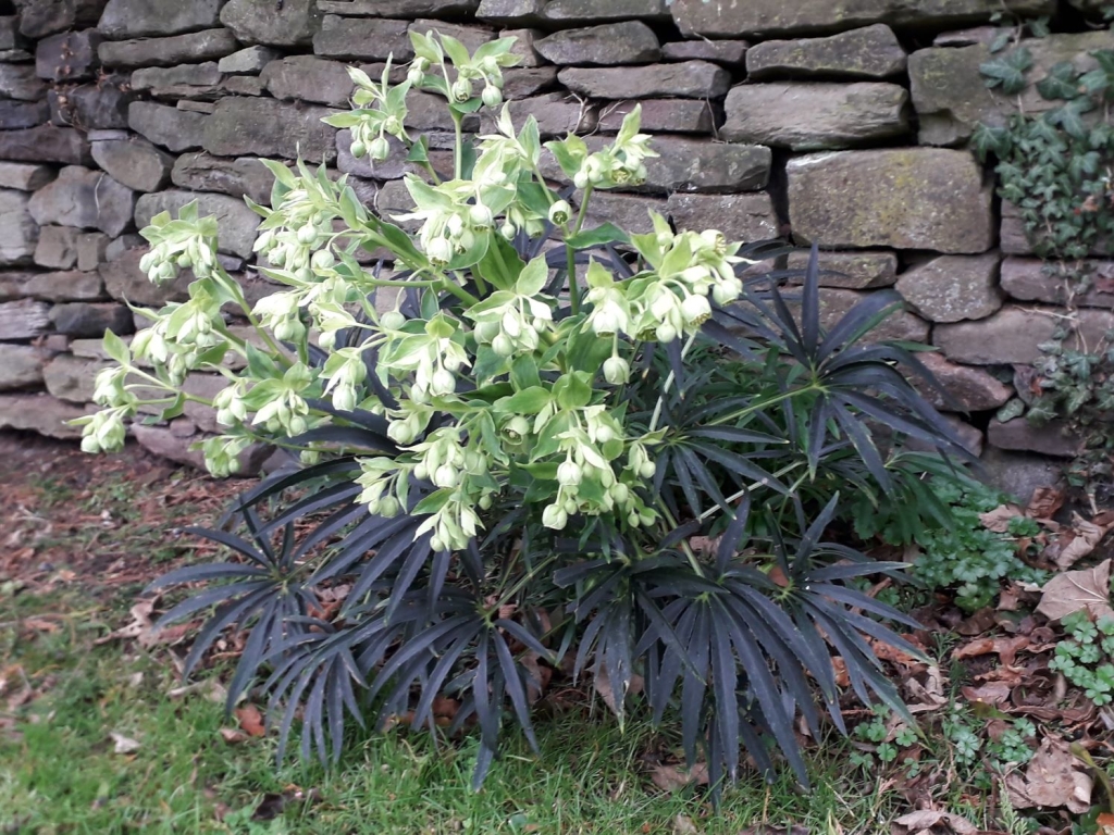 Stinking Hellebore Stinking Hellebore