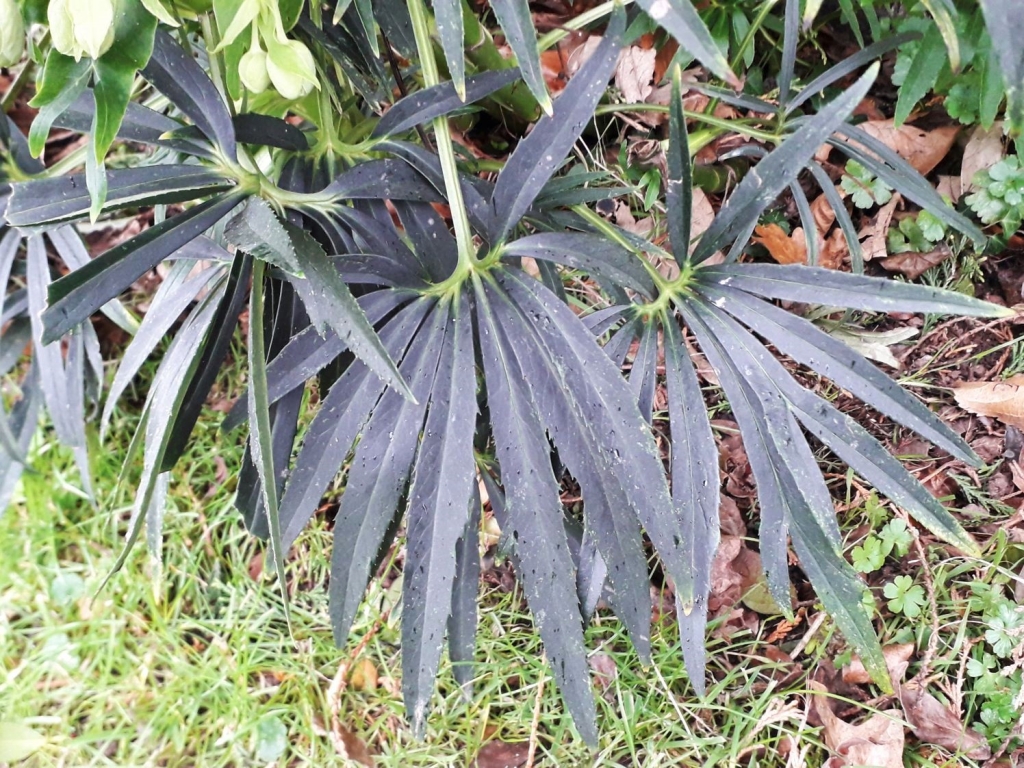 Stinking Hellebore - Wild Food UK