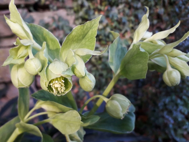 Stinking Hellebore - Wild Food UK