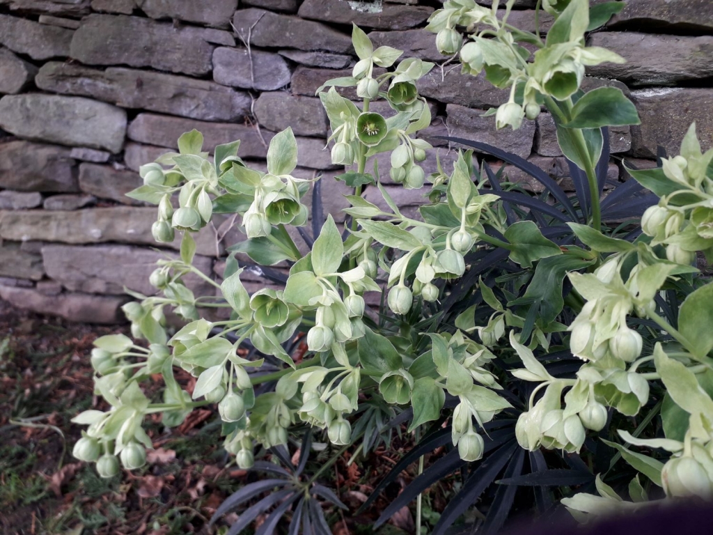 Stinking Hellebore Stinking Hellebore