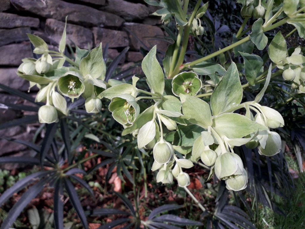 Stinking Hellebore Stinking Hellebore