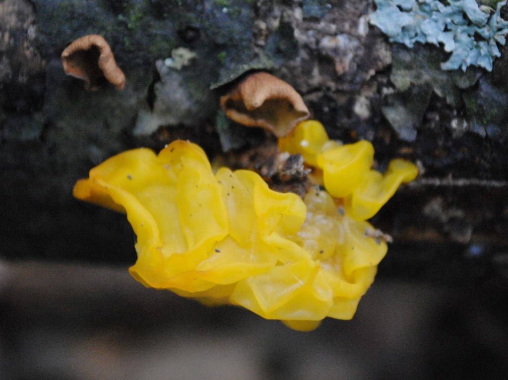 Yellow Brain - Wild Food UK