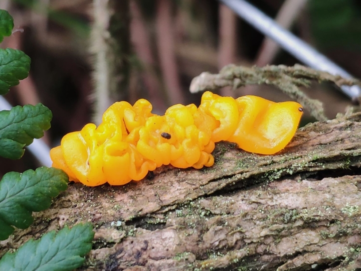 Yellow Brain - Wild Food UK