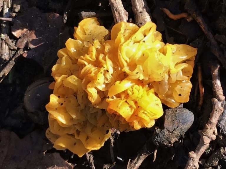 Yellow Brain - Wild Food UK