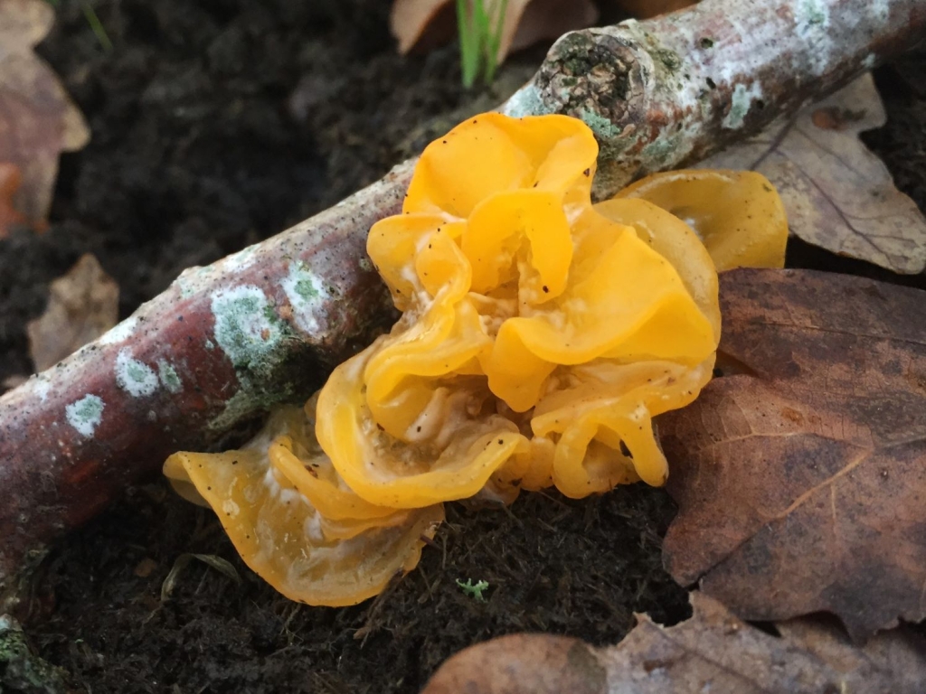 Yellow Brain - Wild Food UK