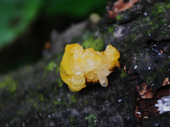 Yellow Brain - Wild Food UK
