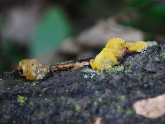 Yellow Brain - Wild Food UK