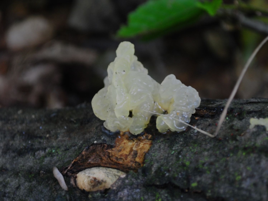 Yellow Brain - Wild Food UK