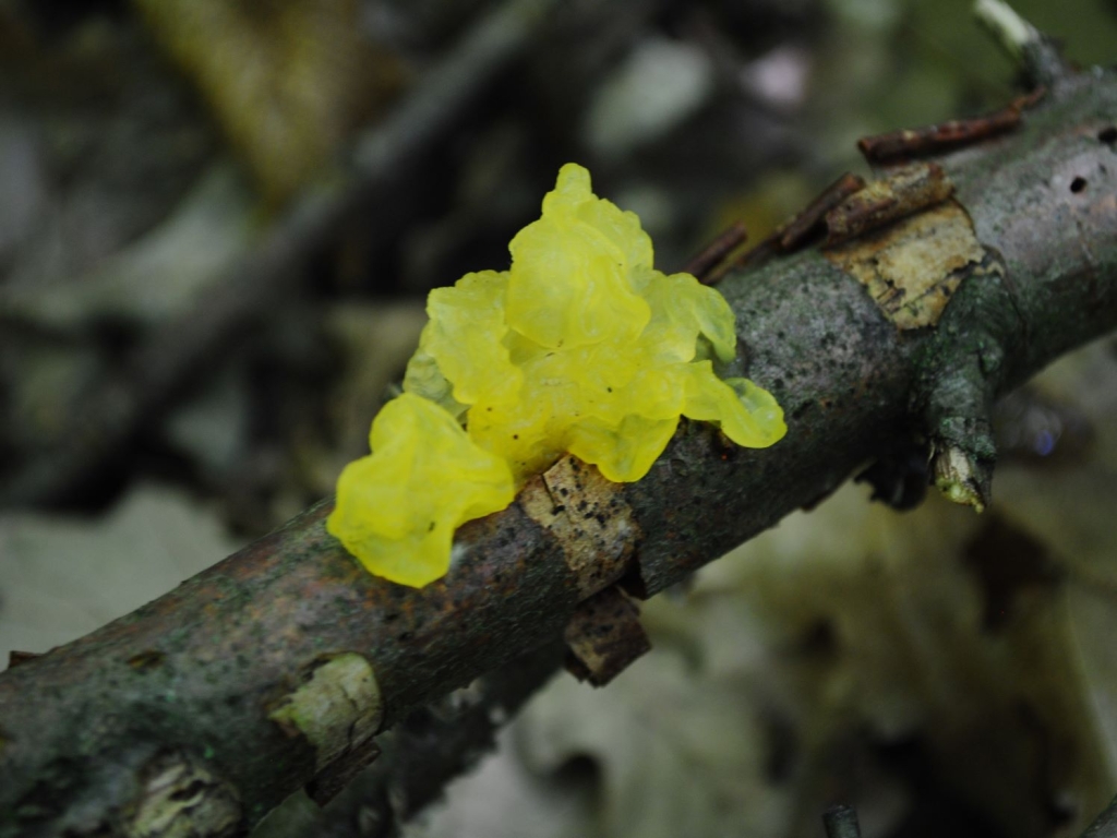 Yellow Brain - Wild Food UK
