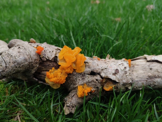 Yellow Brain - Wild Food UK