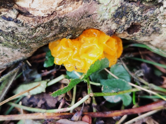 Yellow Brain - Wild Food UK